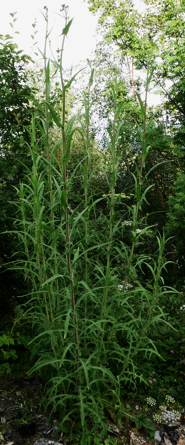 Giant sow thistle | Edimentals