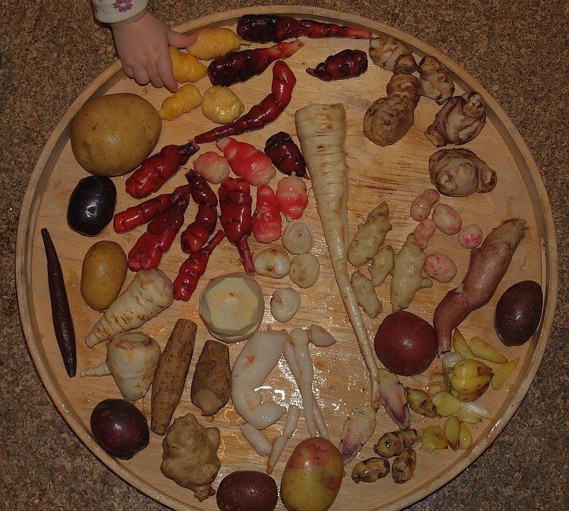 25 different edible tubers of 16 species! | Edimentals