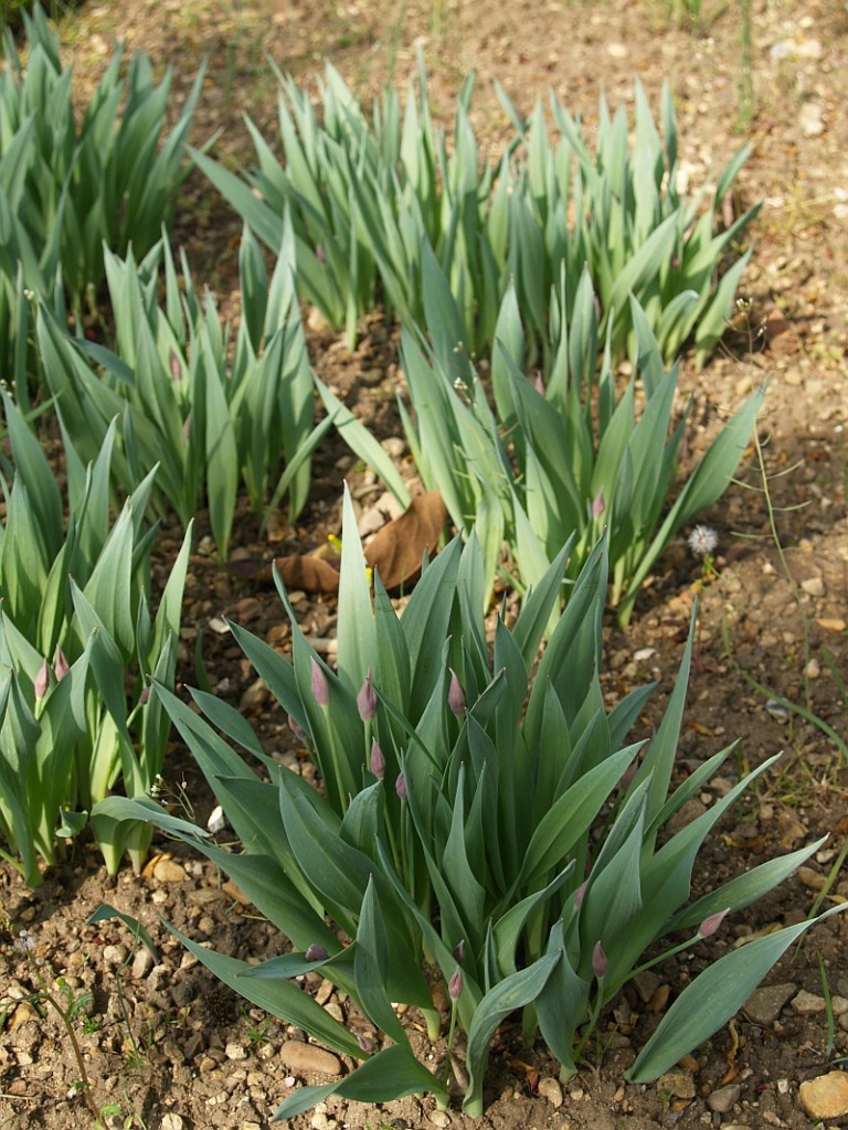 Allium holy moly, the golden garlic | Edimentals