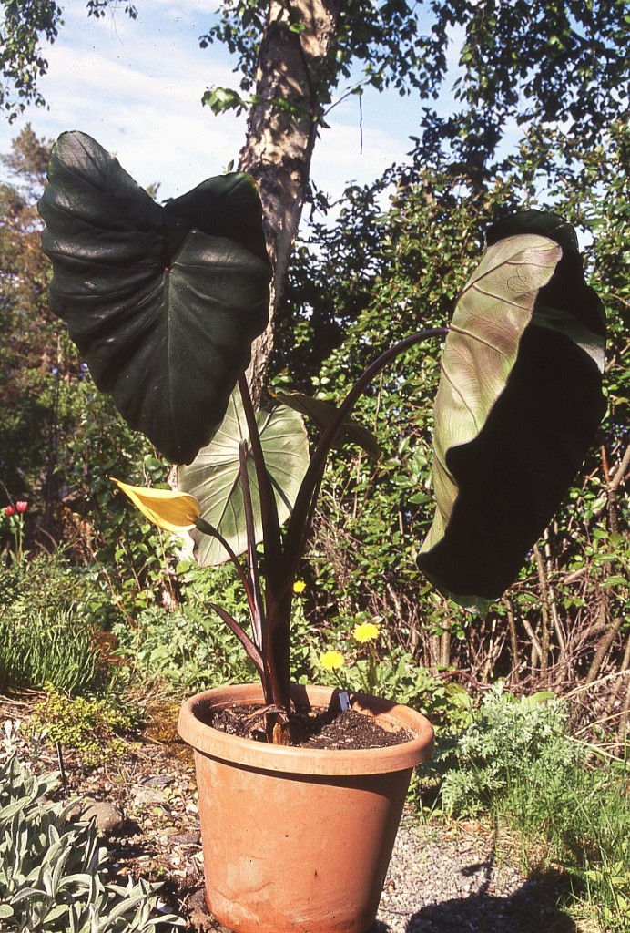 Taro: an excellent edimental house plant | Edimentals