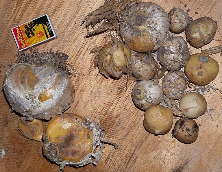 A year in the life of the Persian Shallot | Edimentals