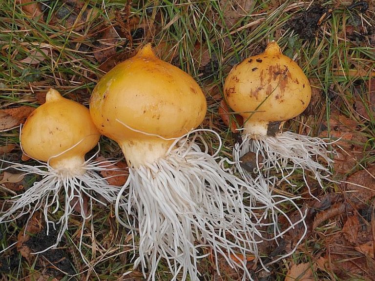 A year in the life of the Persian Shallot | Edimentals