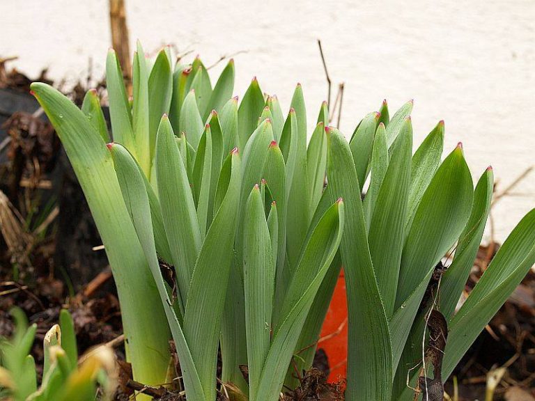 A year in the life of the Persian Shallot | Edimentals