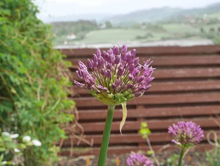 A year in the life of the Persian Shallot | Edimentals