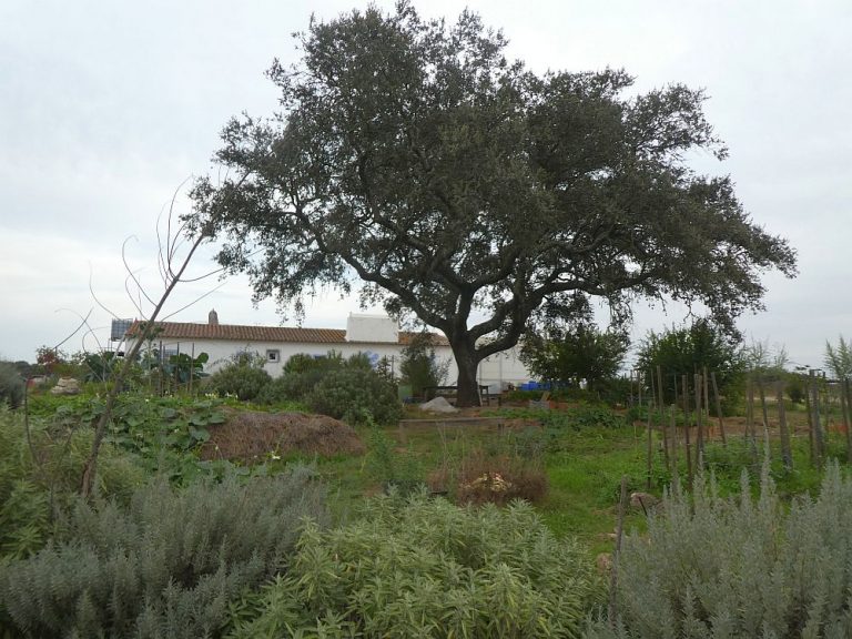 Freixo de Cima | Edimentals