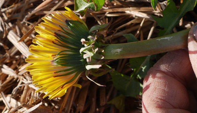 Fascinating fasciated dandelions | Edimentals