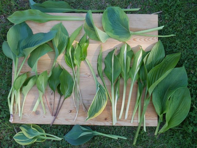 Hostas, scapes and broccolis | Edimentals