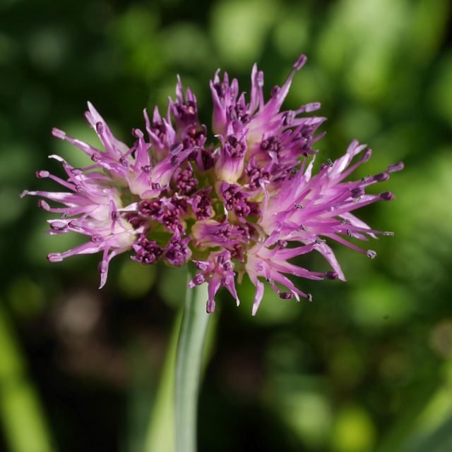 Allium validum | Edimentals
