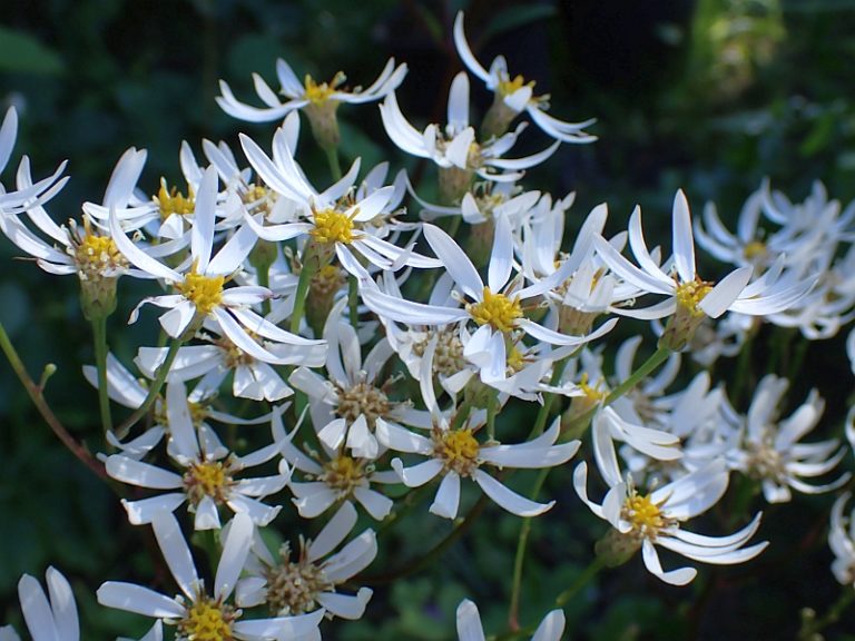 Stephen Barstow | Edimentals