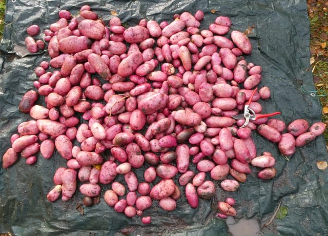 20 seasons with Sarpo potatoes | Edimentals