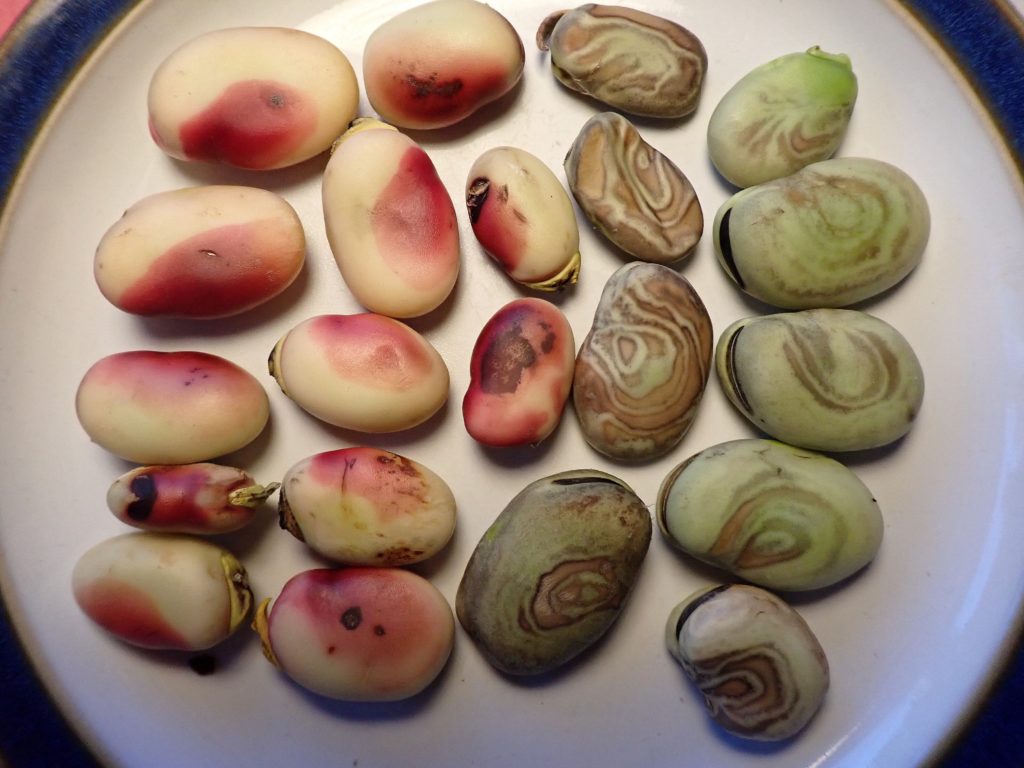 Red Cheeks and Fingerprints | Edimentals