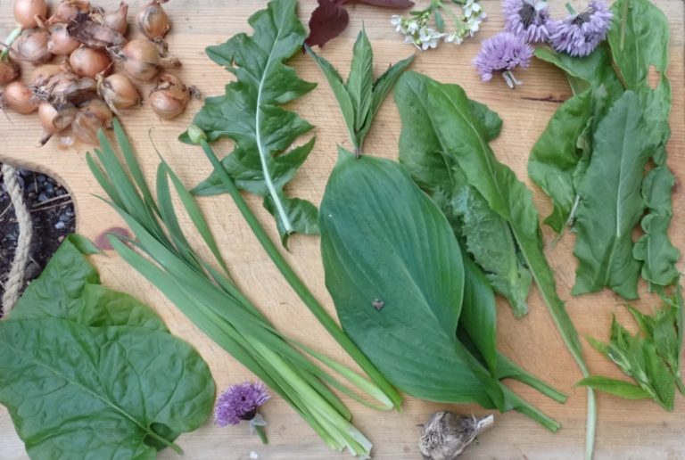 Edimentals ! | Perennial vegetables, Edimentals (plants that are edible ...