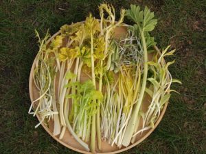 Edimentals ! | Perennial vegetables, Edimentals (plants that are edible ...