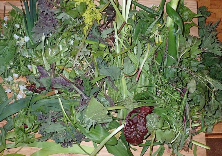 Edimentals ! | Perennial vegetables, Edimentals (plants that are edible ...